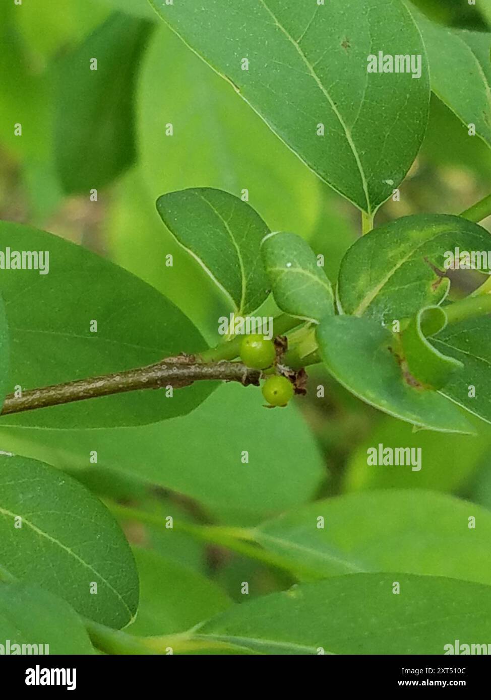 northern spicebush (Lindera benzoin) Plantae Stock Photo - Alamy