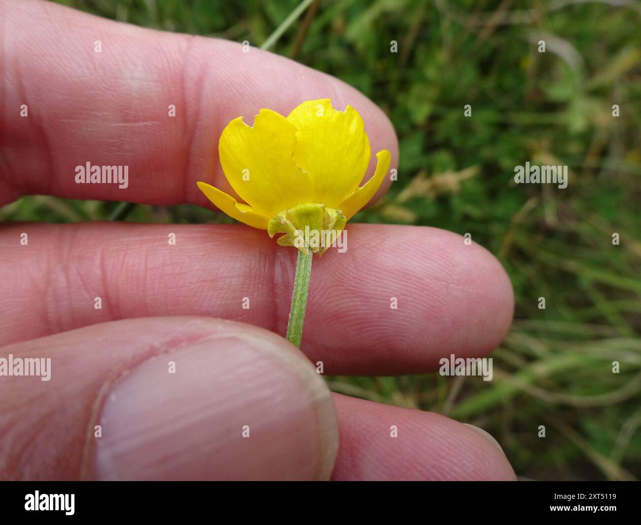 bulbous buttercup (Ranunculus bulbosus) Plantae Stock Photo - Alamy