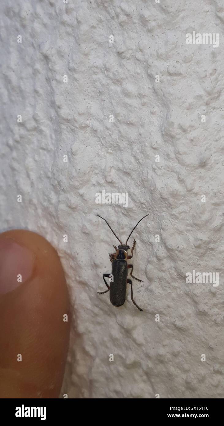 Grey Sailor Beetle (Cantharis nigricans) Insecta Stock Photo - Alamy