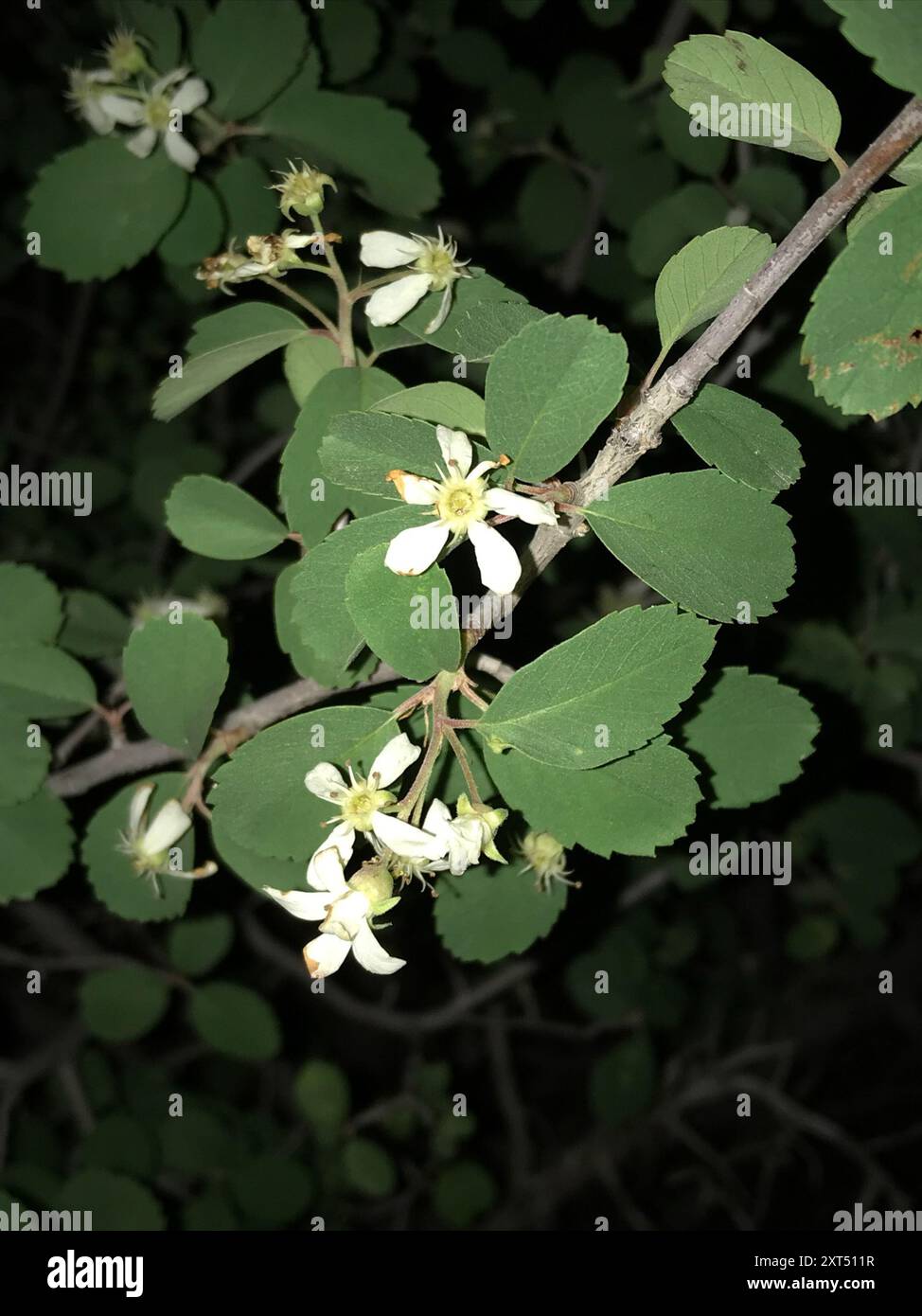 Utah Serviceberry (Amelanchier utahensis) Plantae Stock Photo - Alamy
