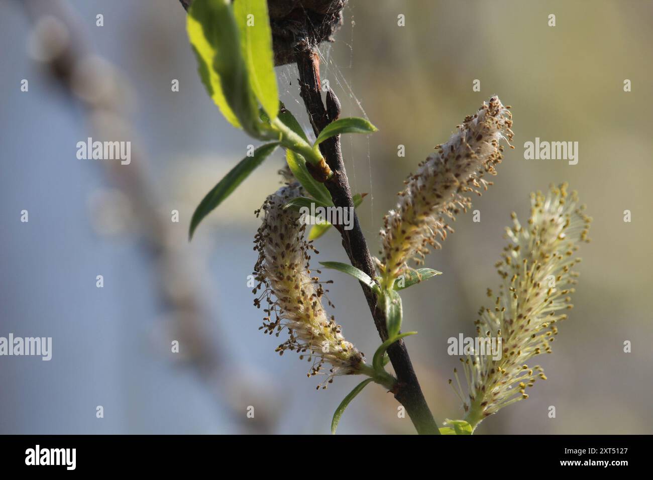 pussy willow (Salix discolor) Plantae Stock Photo - Alamy