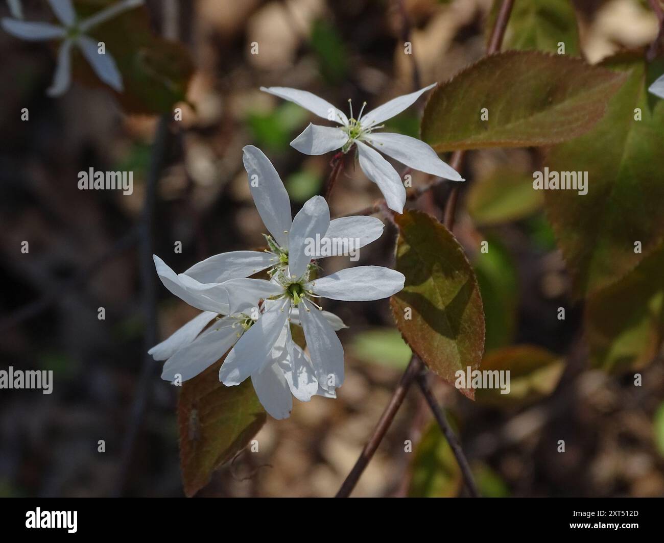 serviceberries (Amelanchier) Plantae Stock Photo - Alamy