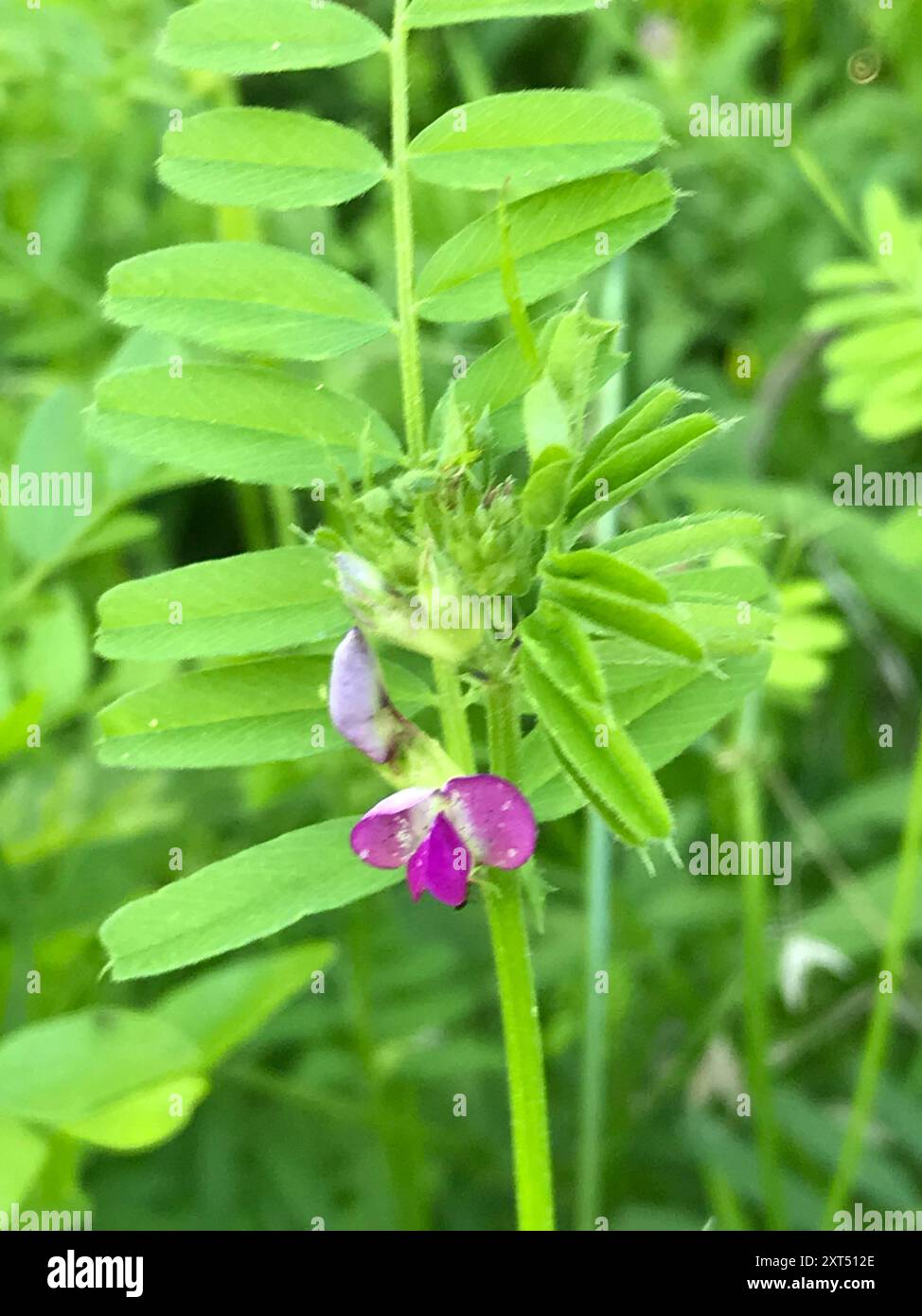 Common Vetch (Vicia sativa) Plantae Stock Photo - Alamy