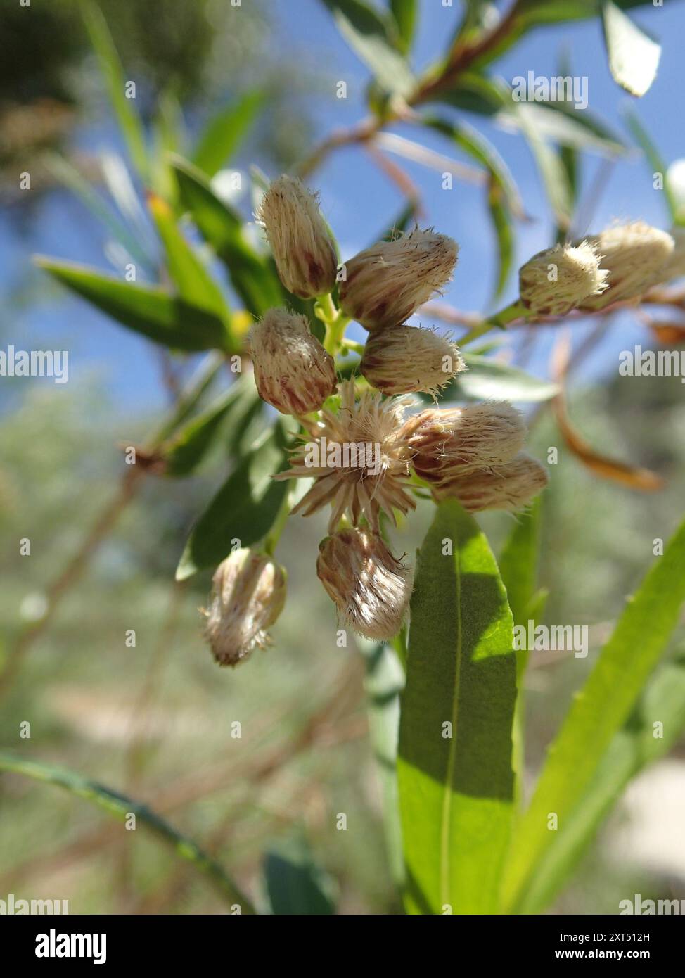 mule fat (Baccharis salicifolia) Plantae Stock Photo - Alamy