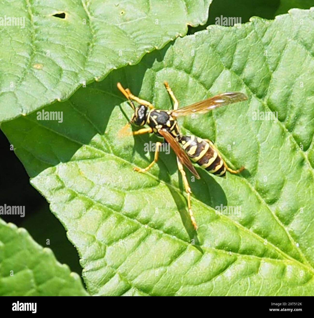European Paper Wasp (Polistes dominula) Insecta Stock Photo - Alamy