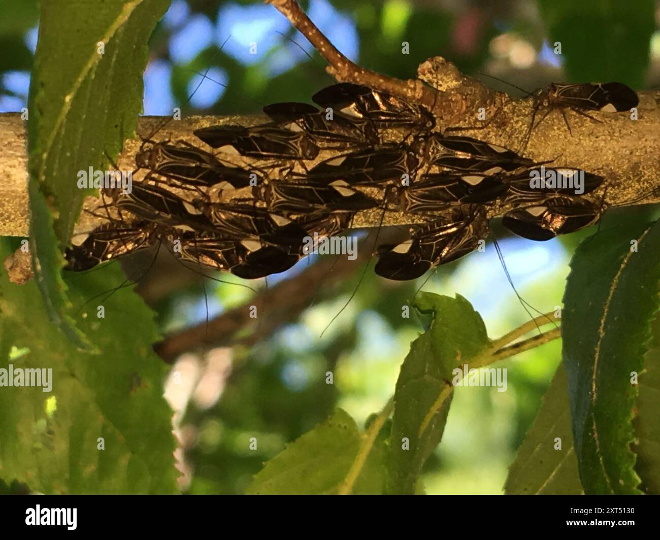 Tree Cattle (Cerastipsocus venosus) Insecta Stock Photo - Alamy