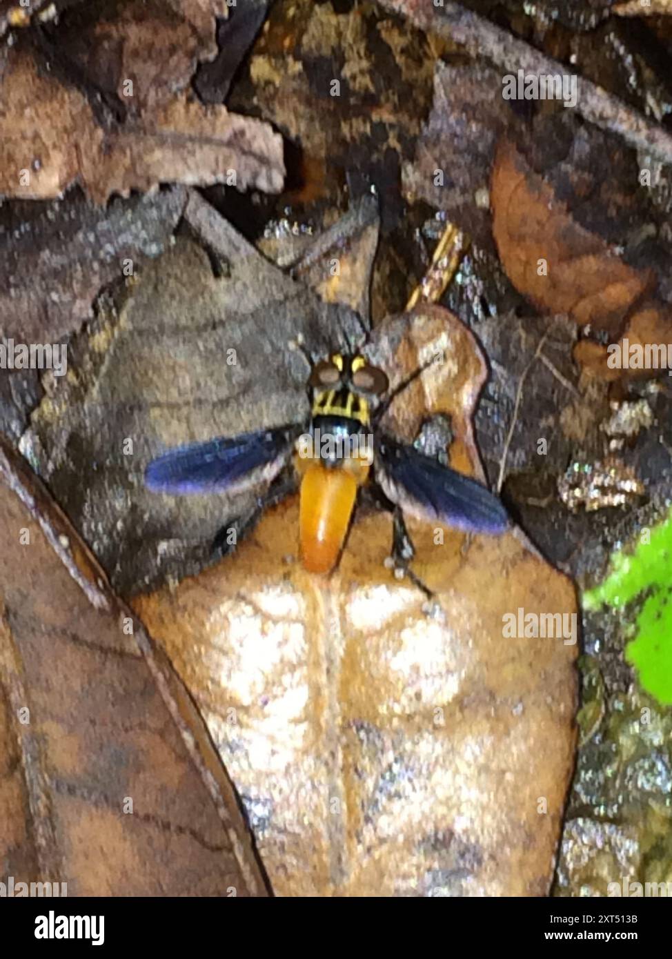 Feather-legged Flies (Trichopoda) Insecta Stock Photo - Alamy