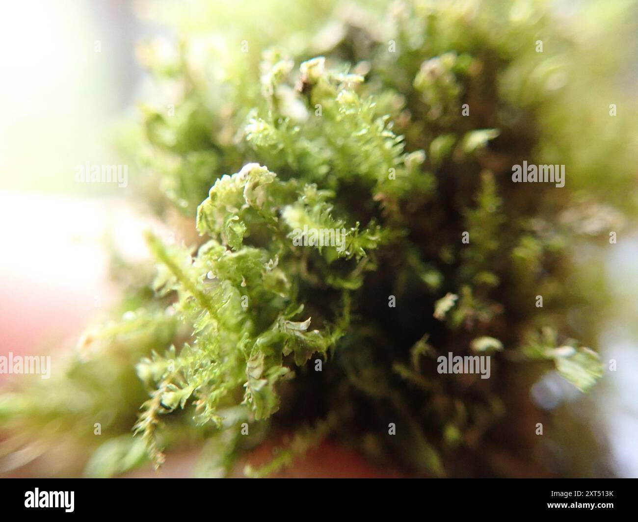 plants (Plantae) Plantae Stock Photo - Alamy