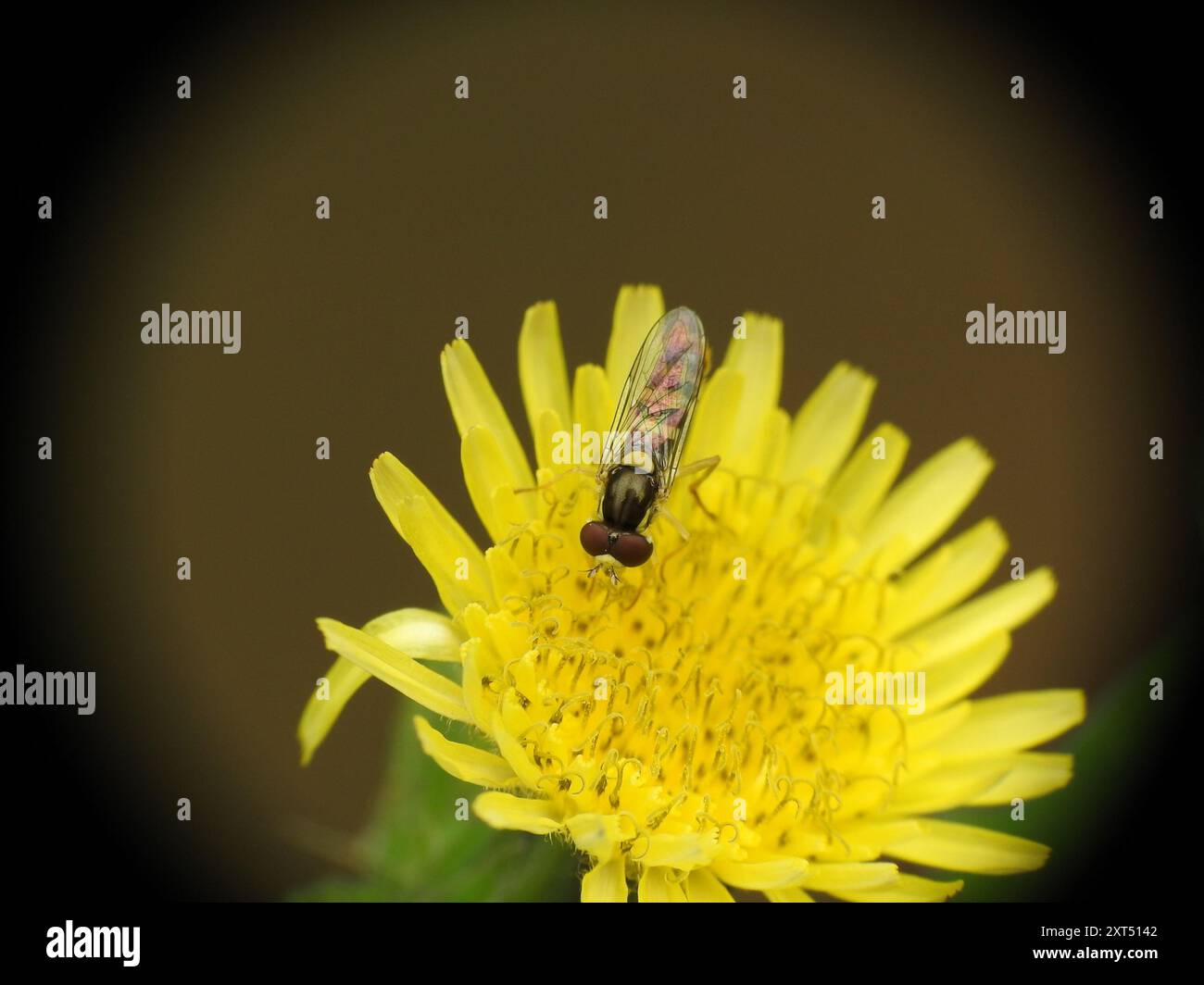 Forked Globetail (Sphaerophoria sulphuripes) Insecta Stock Photo - Alamy