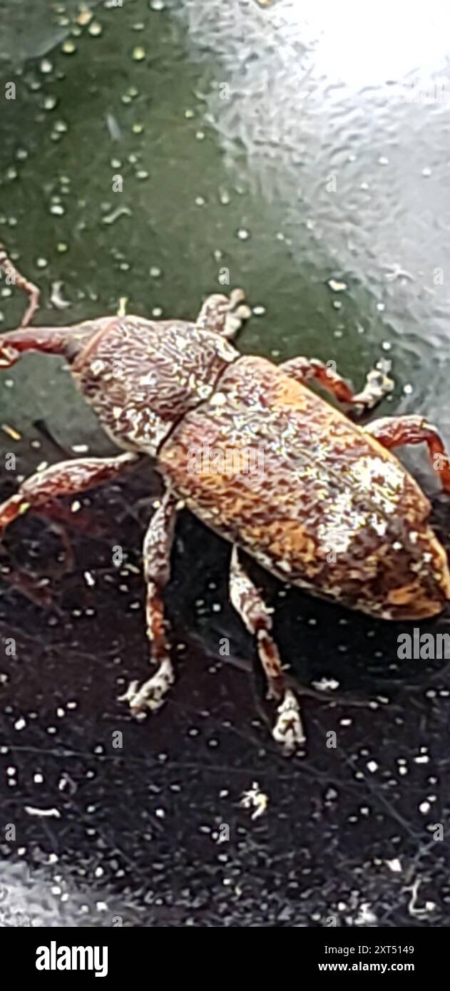 Pine Weevils (Pissodes) Insecta Stock Photo - Alamy