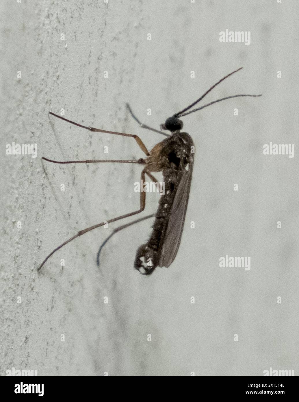 Fungus Gnats and Gall Midges (Sciaroidea) Insecta Stock Photo - Alamy