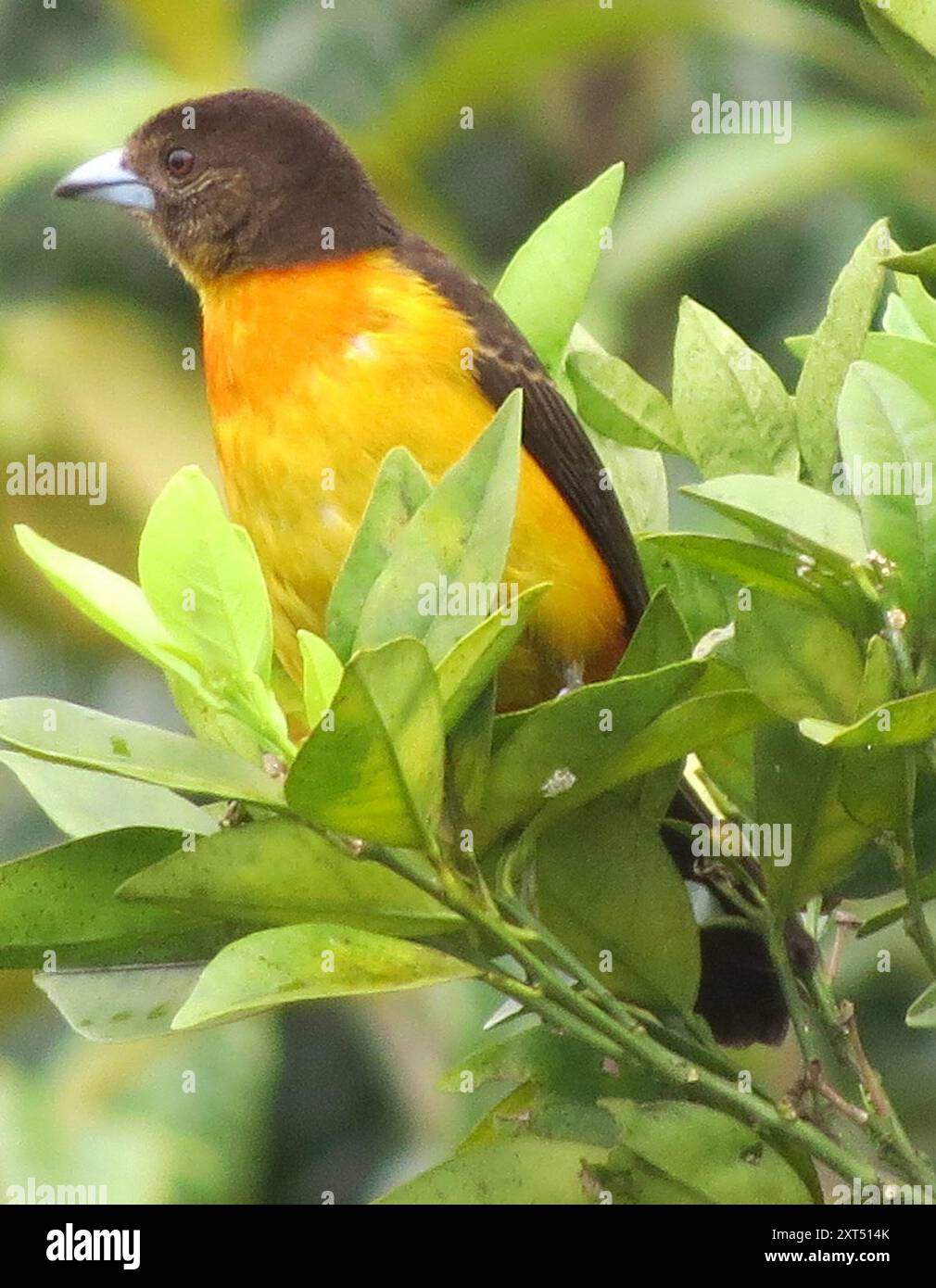 Flame-rumped Tanager (Ramphocelus flammigerus) Aves Stock Photo - Alamy
