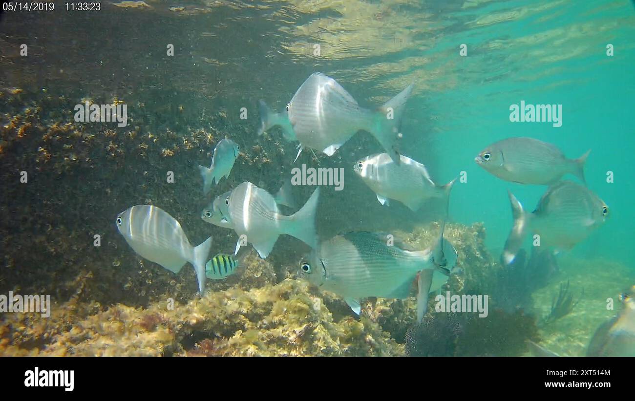 Atlantic Sergeant Major (Abudefduf saxatilis) Actinopterygii Stock ...