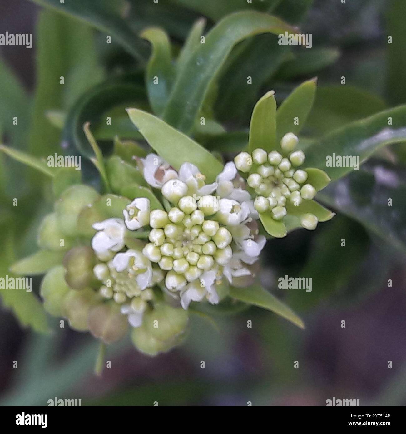 mustard family (Brassicaceae) Plantae Stock Photo - Alamy