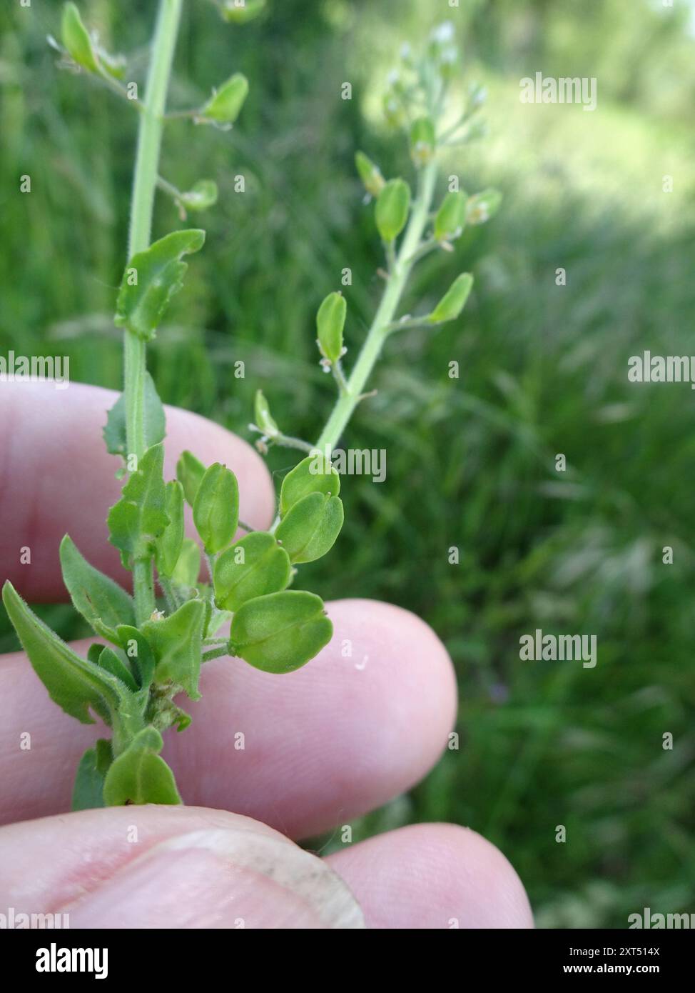 field peppergrass (Lepidium campestre) Plantae Stock Photo - Alamy