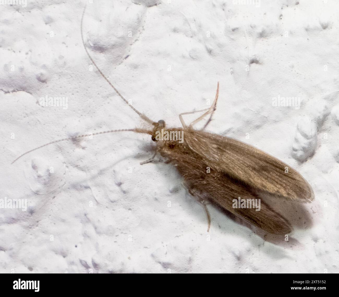 Caddisflies (Trichoptera) Insecta Stock Photo - Alamy