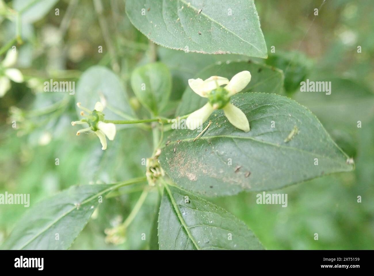 Spindle (Euonymus europaeus) Plantae Stock Photo - Alamy