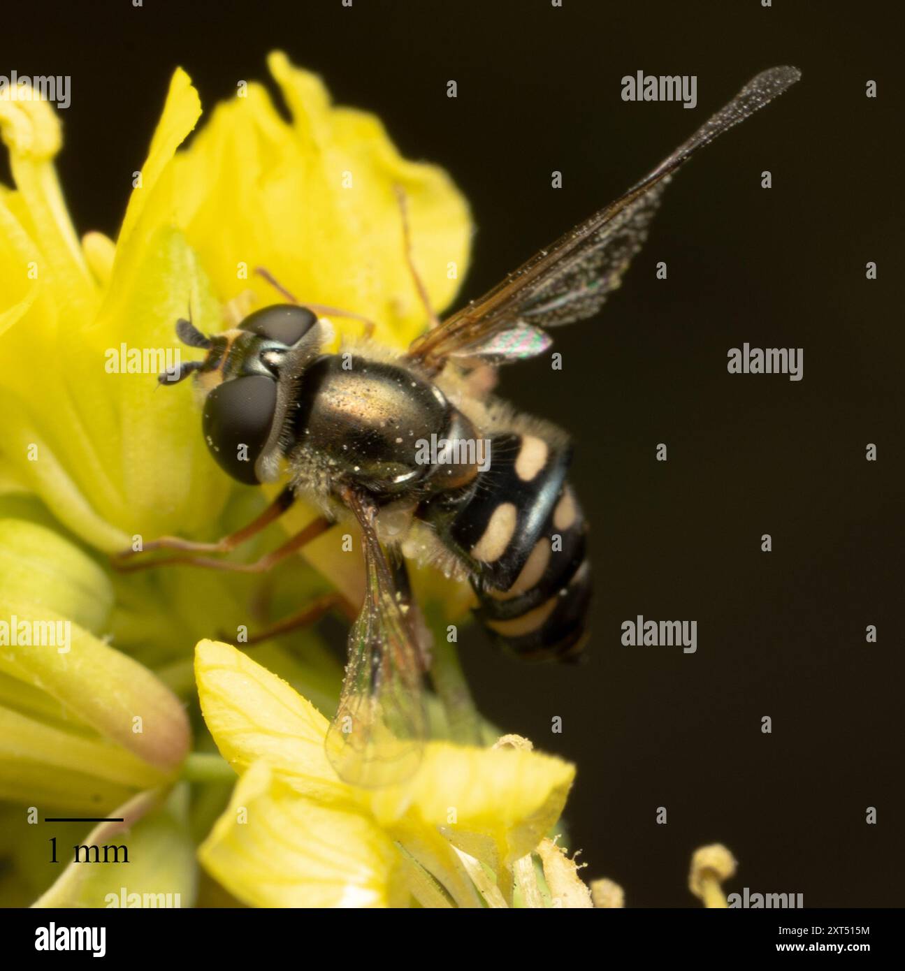 Large-tailed Aphideater (Eupeodes volucris) Insecta Stock Photo - Alamy