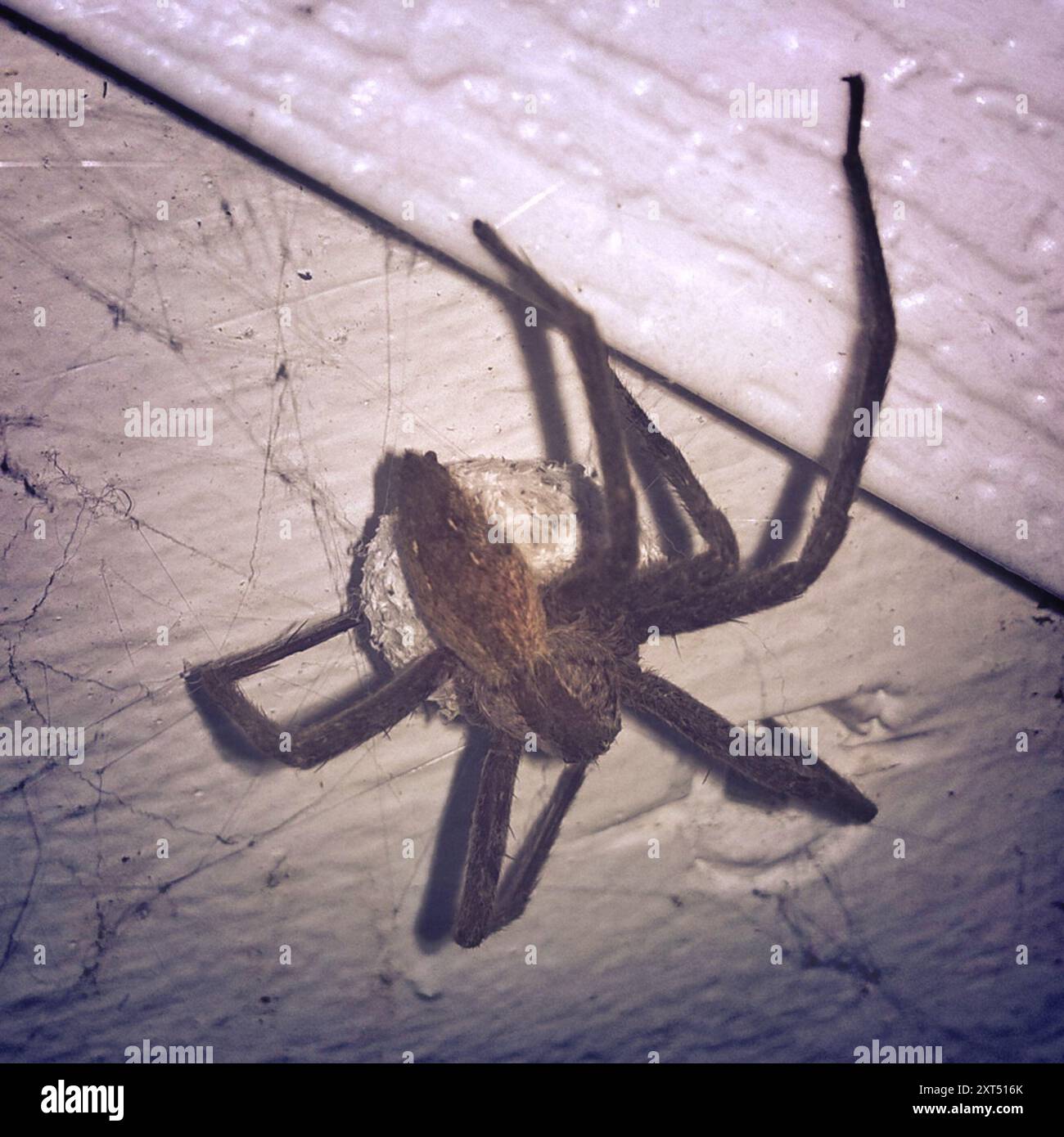 American Nursery Web Spider (Pisaurina mira) Arachnida Stock Photo - Alamy