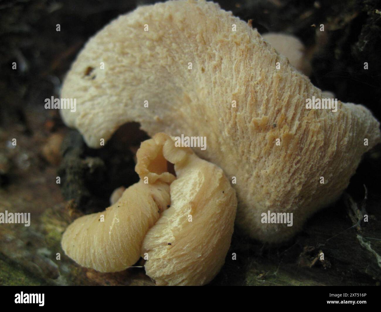 bear lentinus (Lentinellus ursinus) Fungi Stock Photo - Alamy