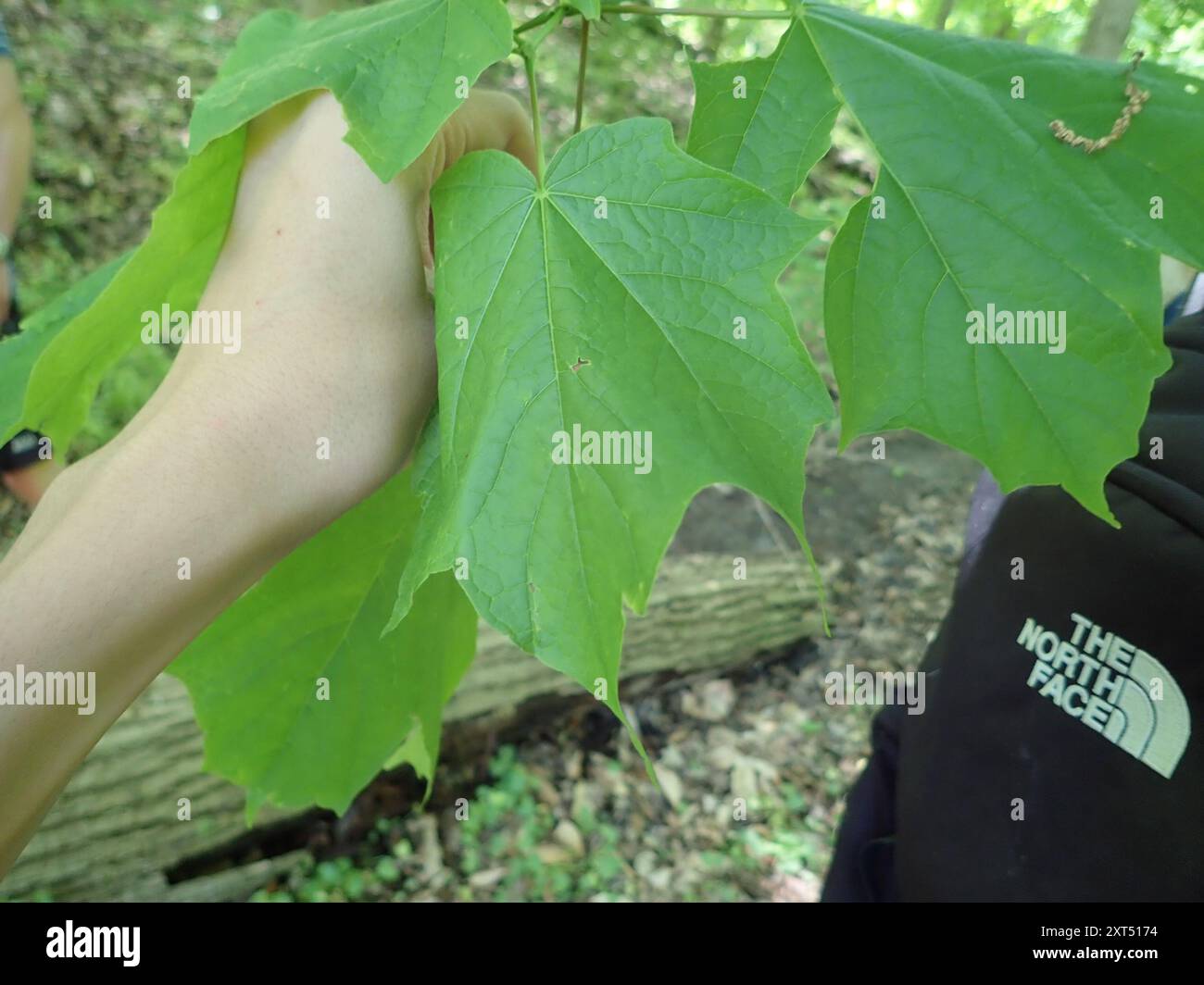 black maple (Acer nigrum) Plantae Stock Photo - Alamy