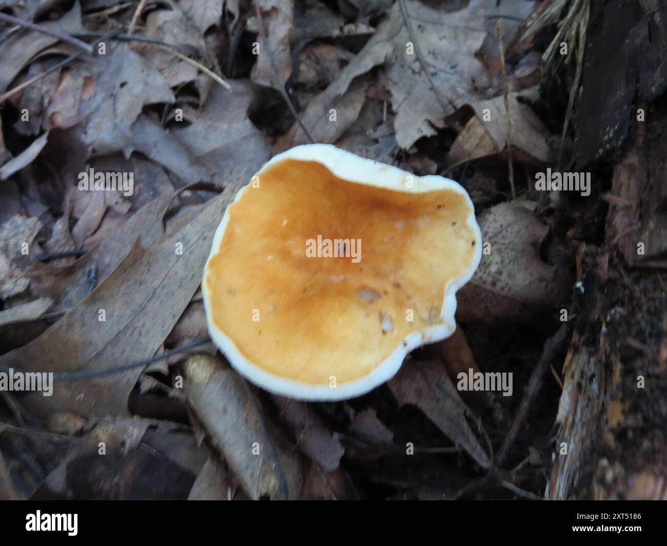 Chestnut Bolete (Gyroporus castaneus) Fungi Stock Photo - Alamy