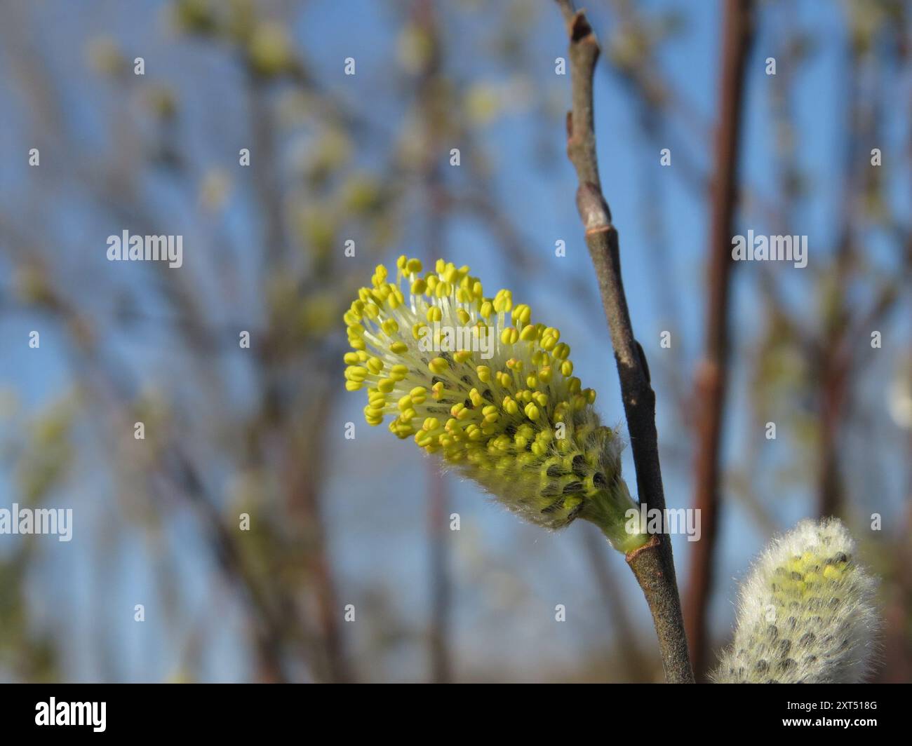 pussy willow (Salix discolor) Plantae Stock Photo - Alamy