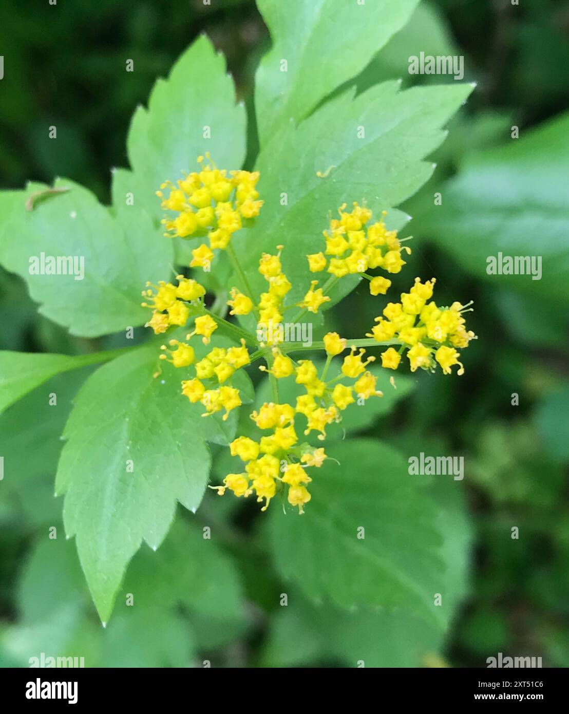 golden Alexanders (Zizia aurea) Plantae Stock Photo - Alamy