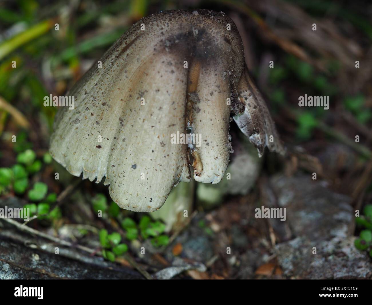 Common Ink Cap (Coprinopsis atramentaria) Fungi Stock Photo - Alamy