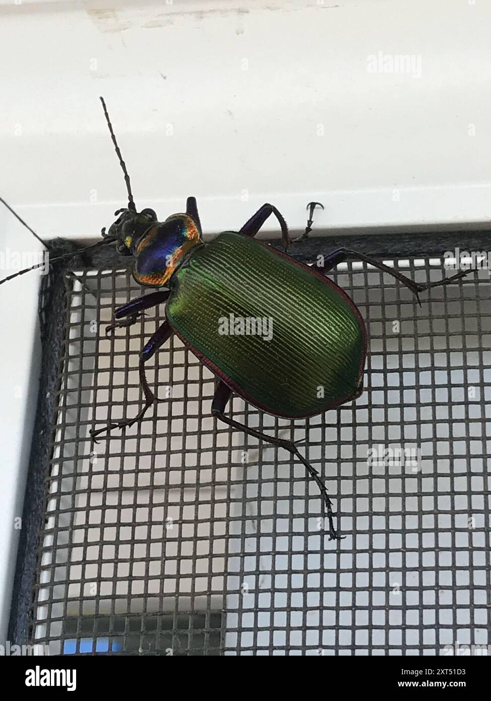 Fiery Searcher (Calosoma scrutator) Insecta Stock Photo - Alamy
