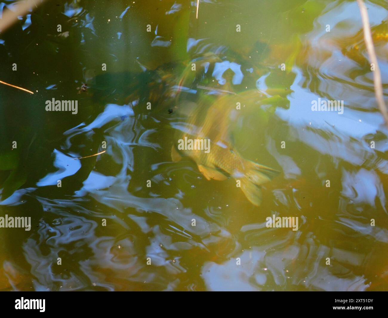 Sheepshead (Archosargus probatocephalus) Actinopterygii Stock Photo - Alamy