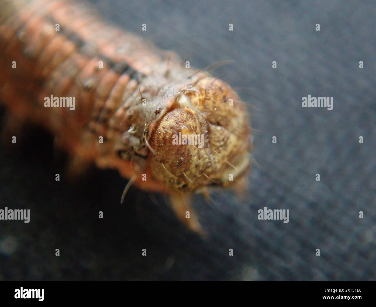 Geometer Moths (Geometridae) Insecta Stock Photo - Alamy