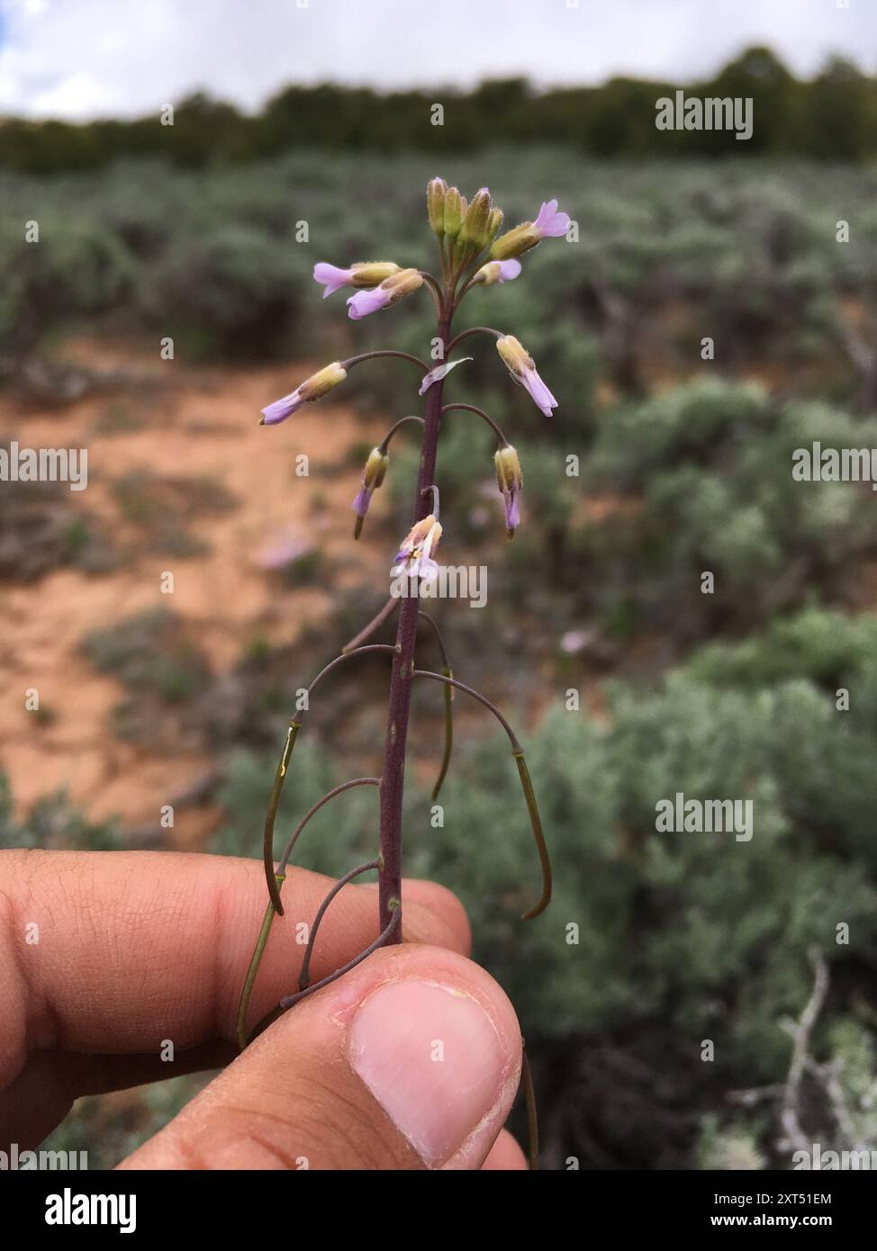 (Boechera consanguinea) Plantae Stock Photo - Alamy