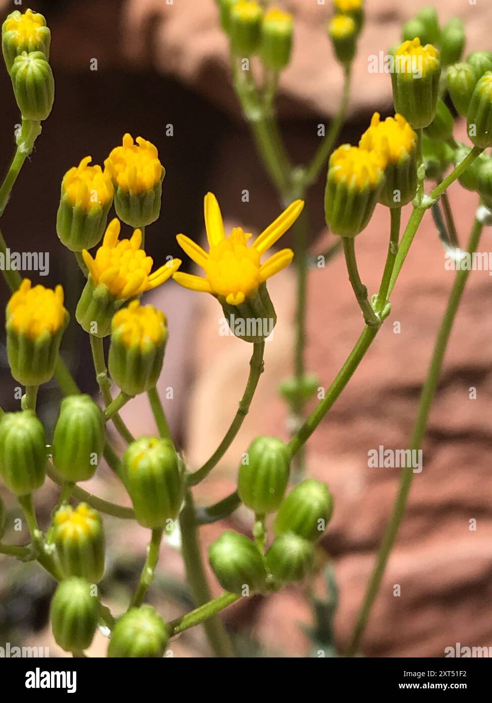 Lobeleaf Groundsel (Packera multilobata) Plantae Stock Photo - Alamy