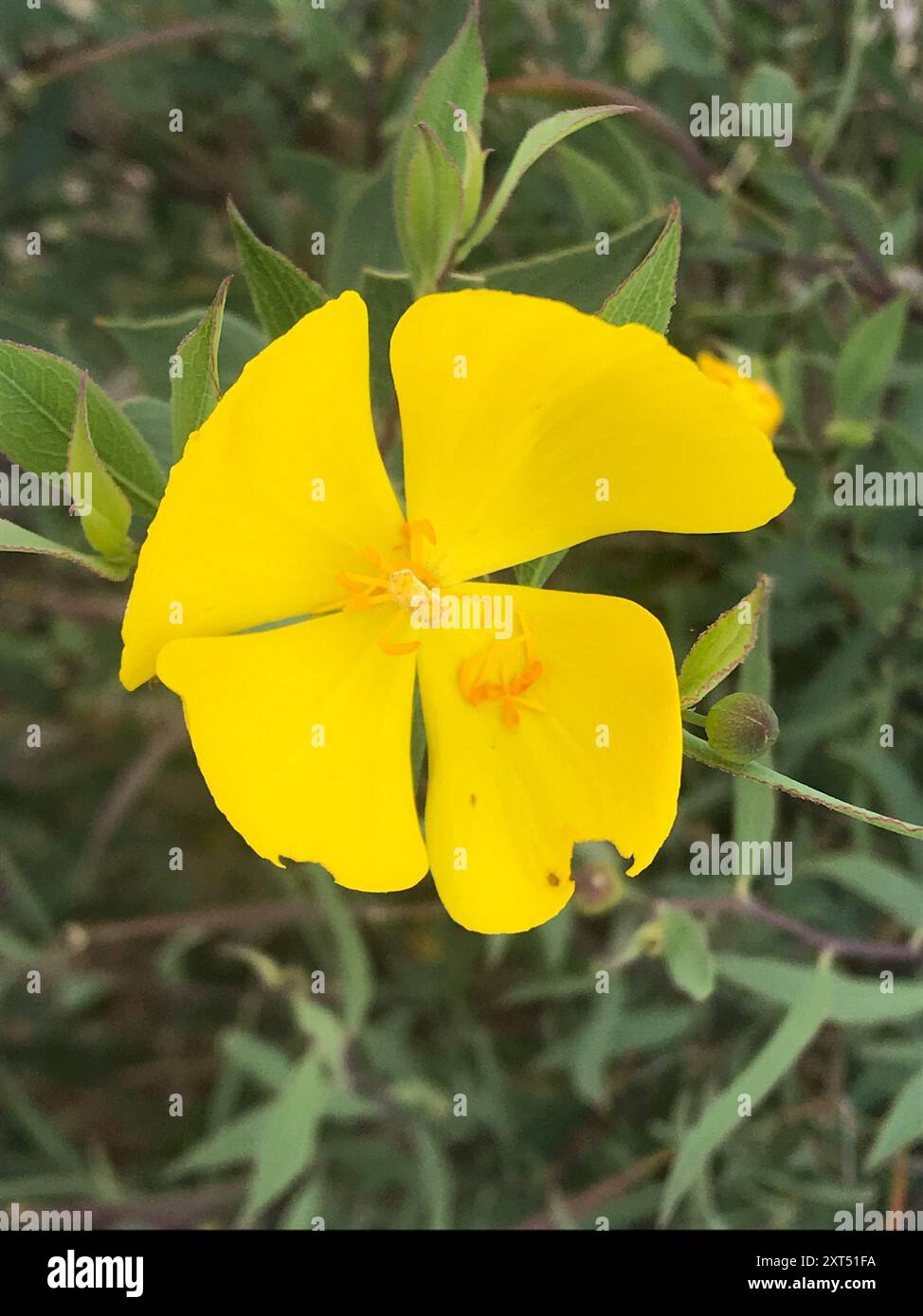 Bush Poppy (Dendromecon rigida) Plantae Stock Photo - Alamy