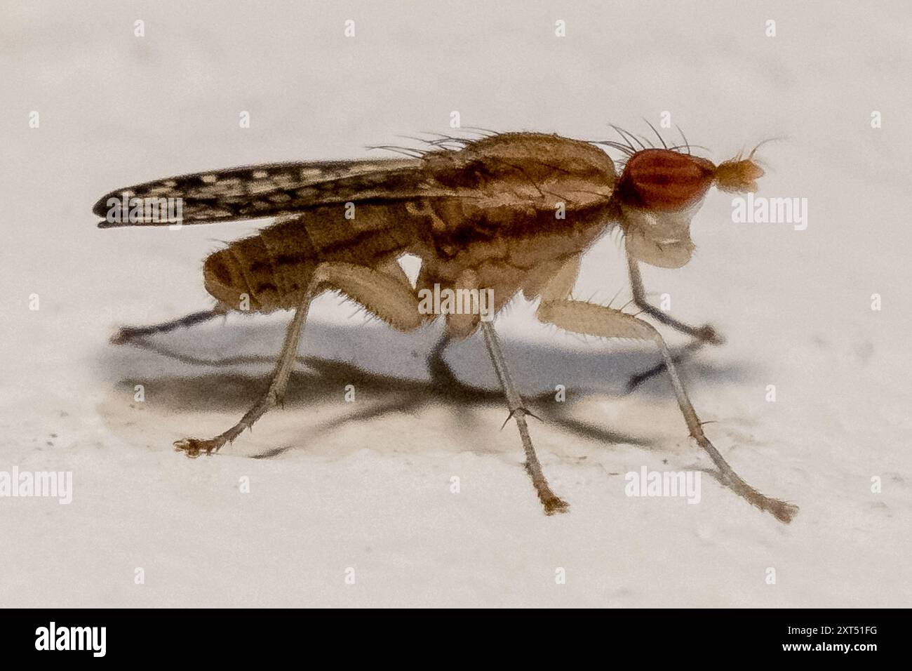 (Trypetoptera canadensis) Insecta Stock Photo - Alamy