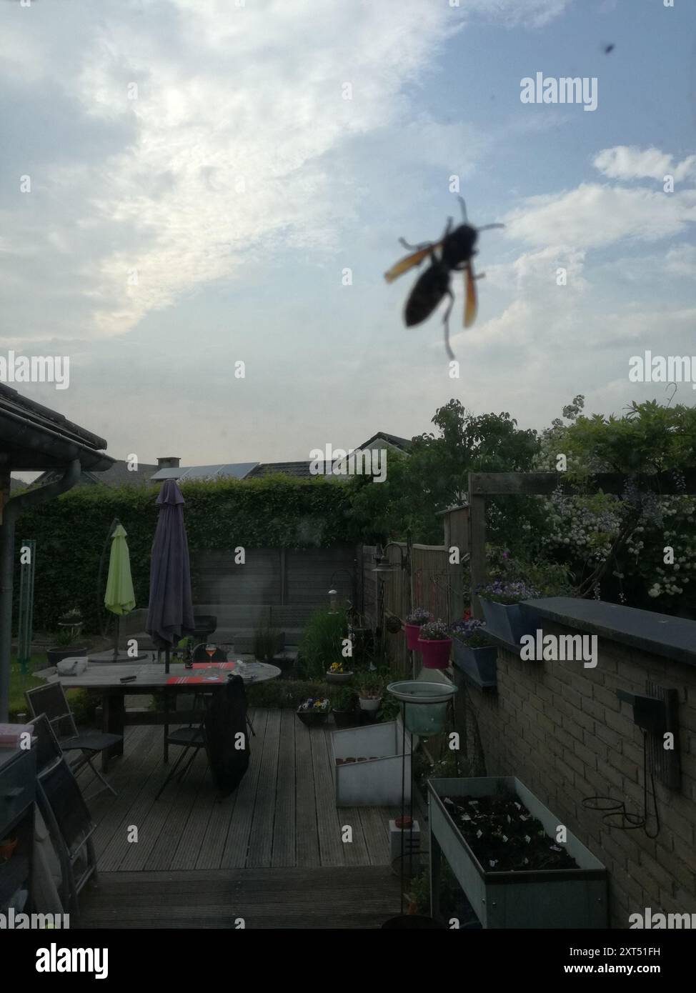 Hornets (Vespa) Insecta Stock Photo - Alamy