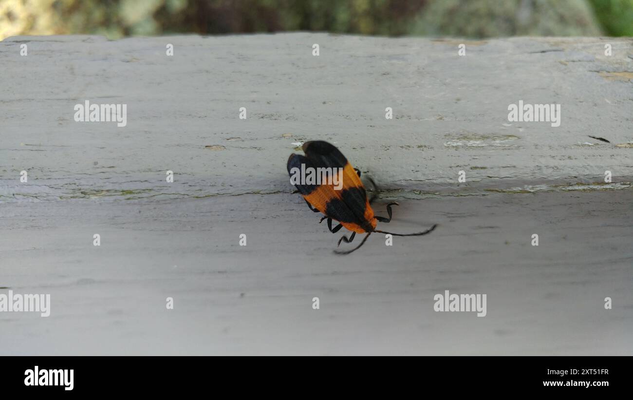 Reticulated Net-winged Beetle (Calopteron reticulatum) Insecta Stock ...