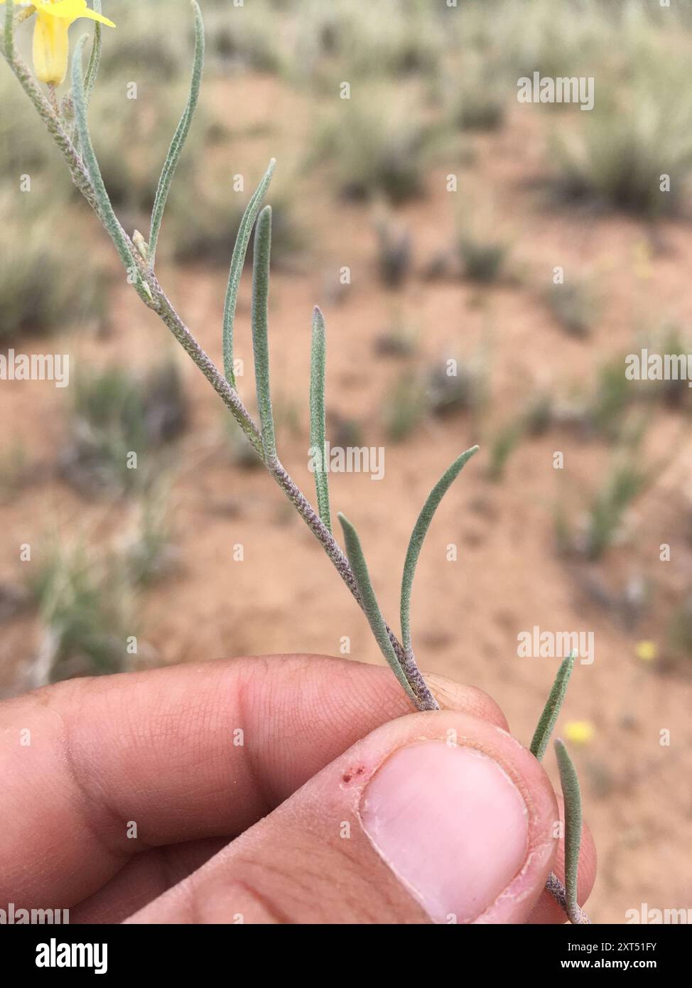 silver bladderpod (Physaria ludoviciana) Plantae Stock Photo - Alamy