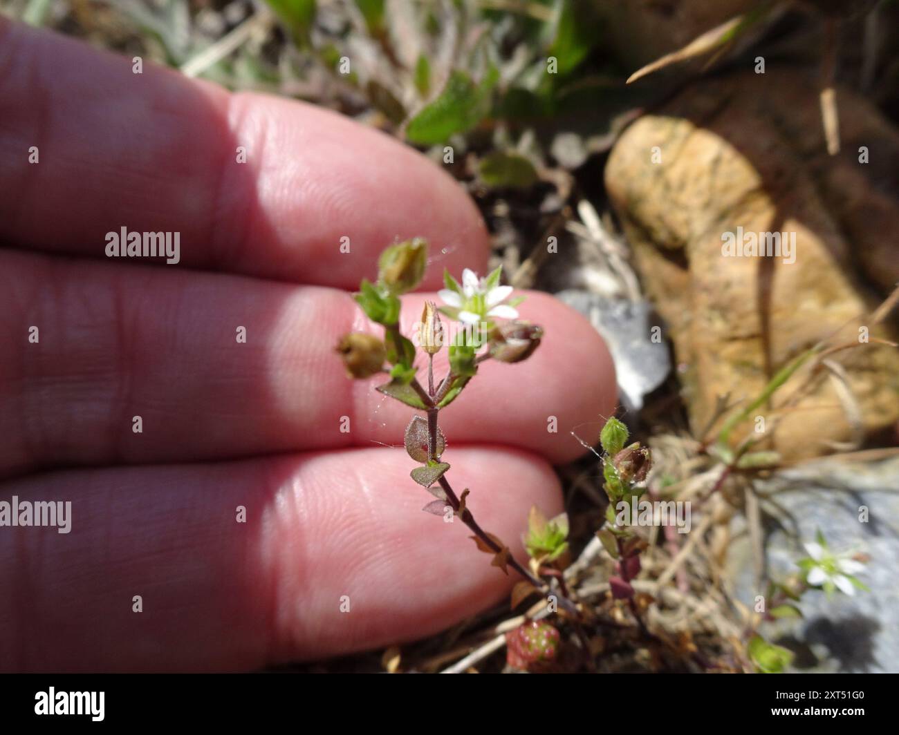 Thyme-leaved Sandwort (Arenaria serpyllifolia) Plantae Stock Photo - Alamy
