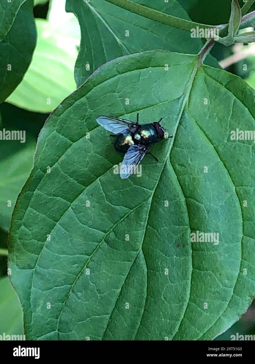 Greenbottle Flies (Lucilia) Insecta Stock Photo - Alamy