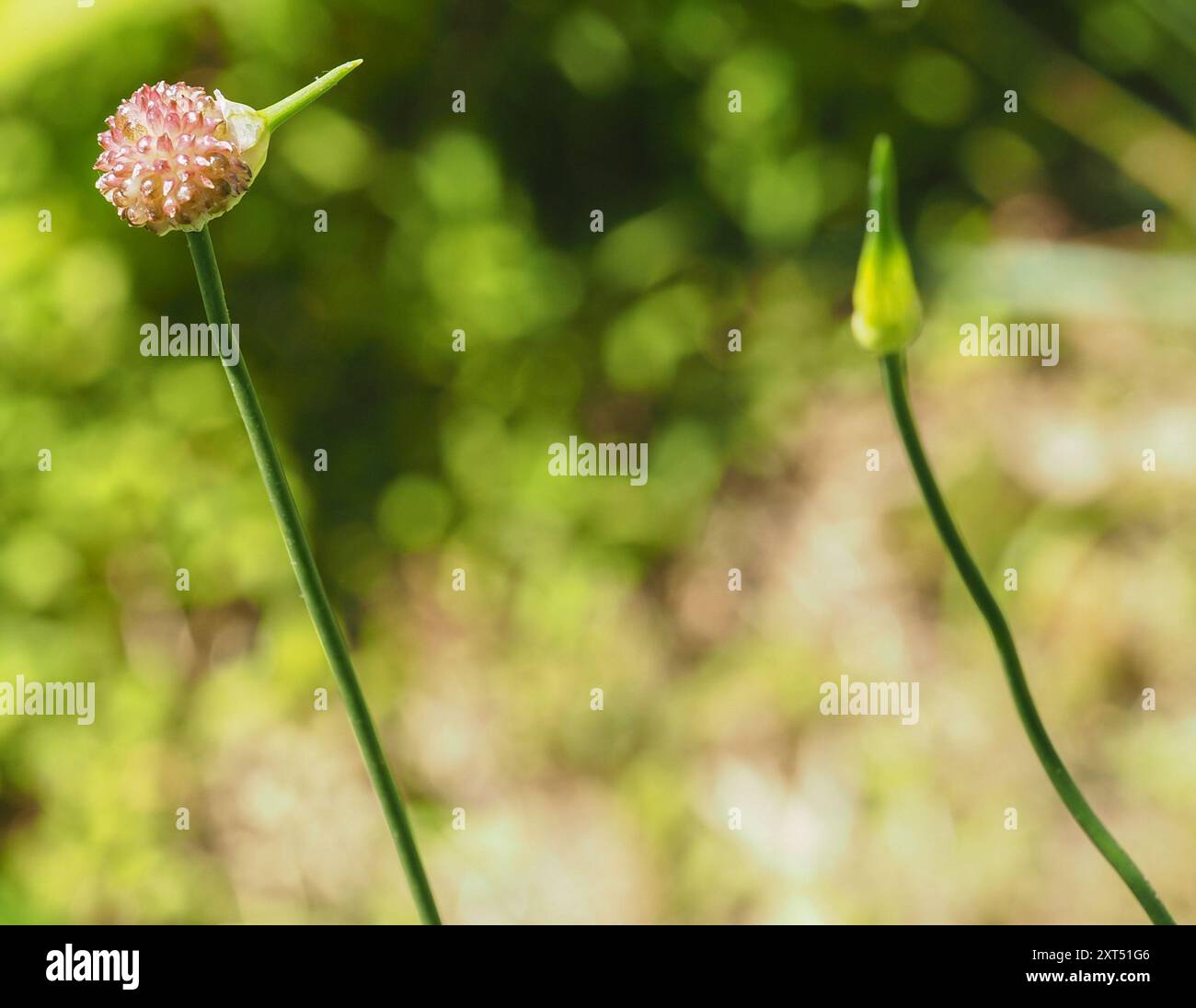 wild garlic (Allium vineale) Plantae Stock Photo - Alamy