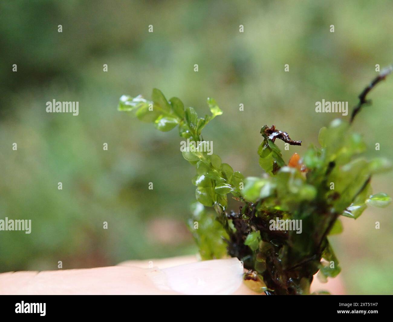 Square-leaved Crestwort (Chiloscyphus polyanthos) Plantae Stock Photo ...