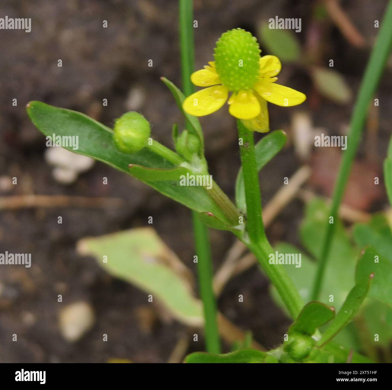 cursed crowfoot (Ranunculus sceleratus) Plantae Stock Photo - Alamy