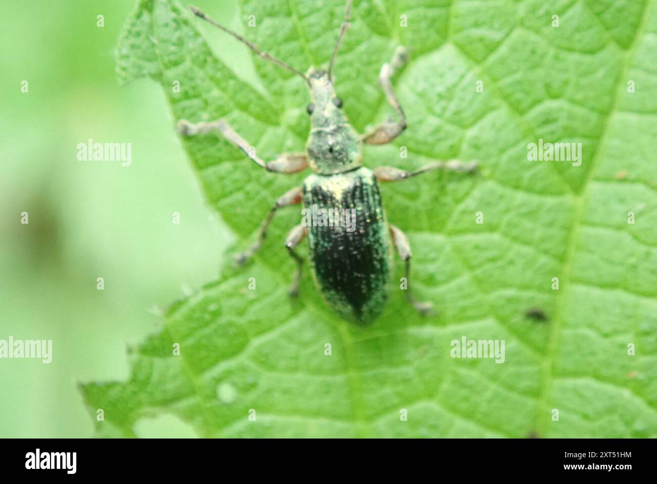 Nettle weevil (Phyllobius pomaceus) Insecta Stock Photo - Alamy