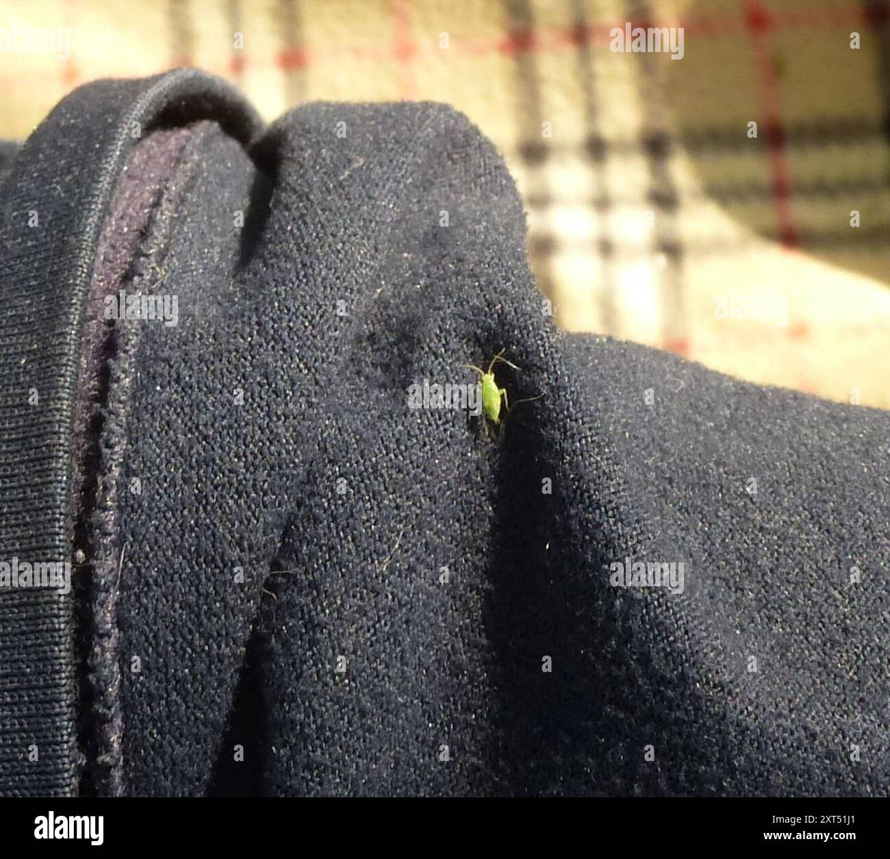 True Bugs (Heteroptera) Insecta Stock Photo - Alamy