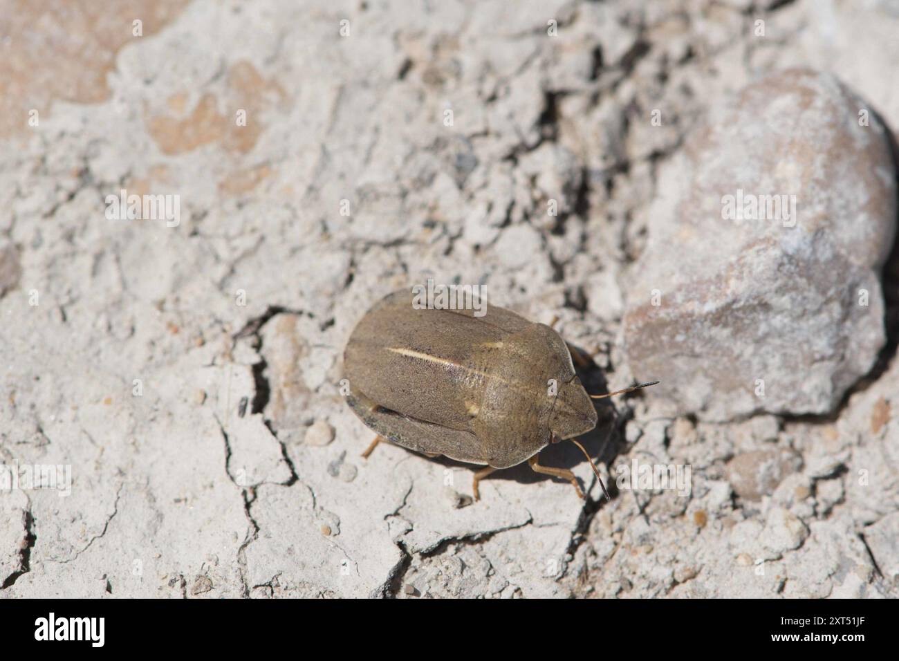 southern broad-bellied bug (Eurygaster austriaca) Insecta Stock Photo ...