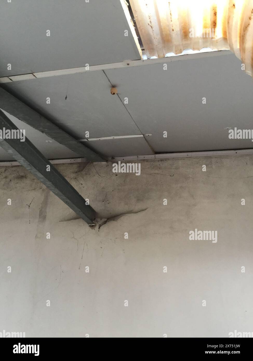 Hornets and Yellowjackets (Vespinae) Insecta Stock Photo - Alamy