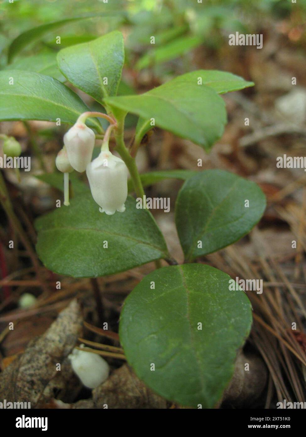 Eastern Teaberry (Gaultheria procumbens) Plantae Stock Photo - Alamy