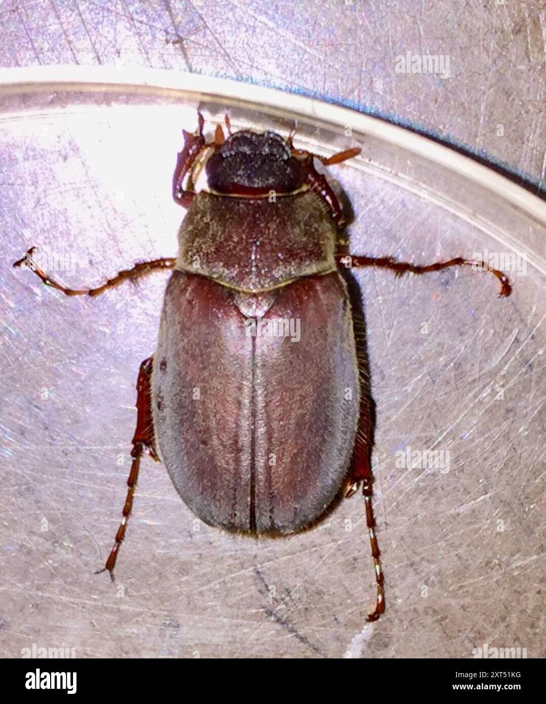 June Beetles (Melolonthinae) Insecta Stock Photo - Alamy